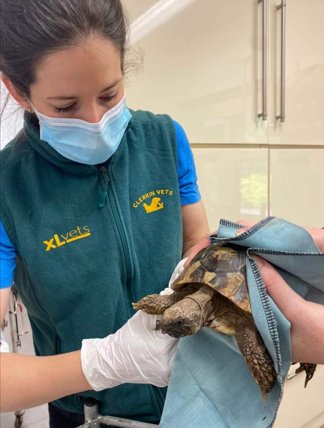 Clerkin Veterinary Hospitals – Veterinary Services for Small and Large ...